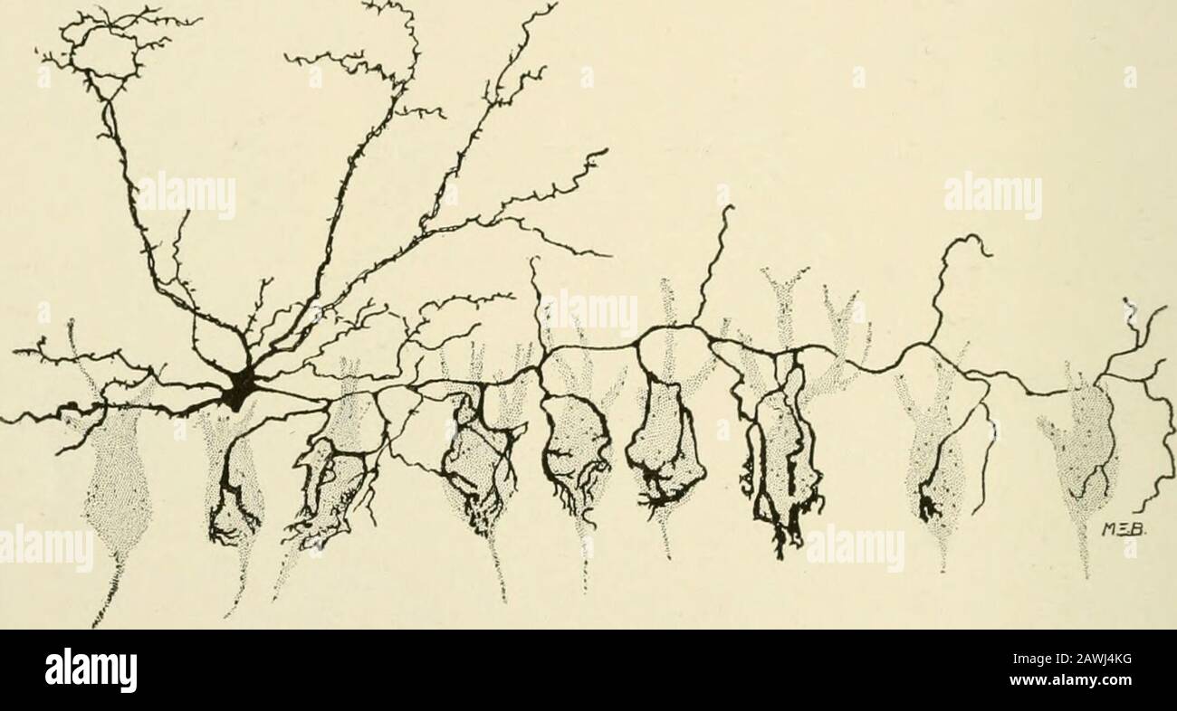 Axon membrane hi-res stock photography and images - Alamy