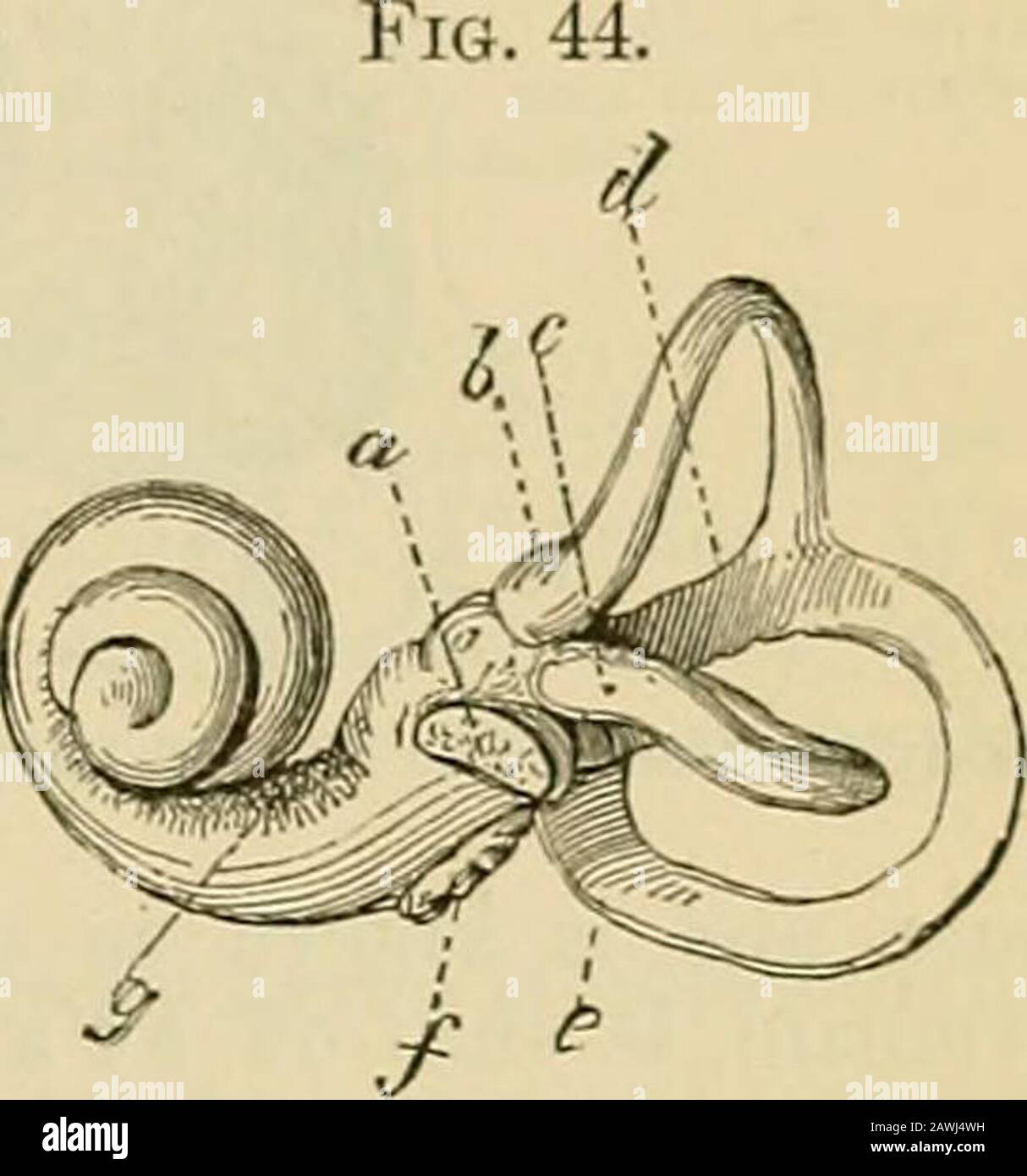 Membranous labyrinth hi-res stock photography and images - Alamy
