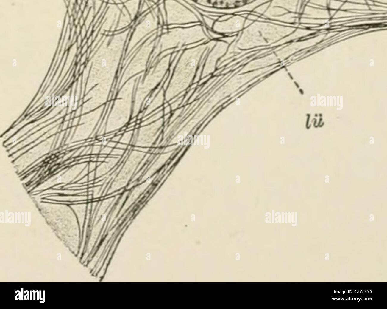 Axon function hi-res stock photography and images - Alamy