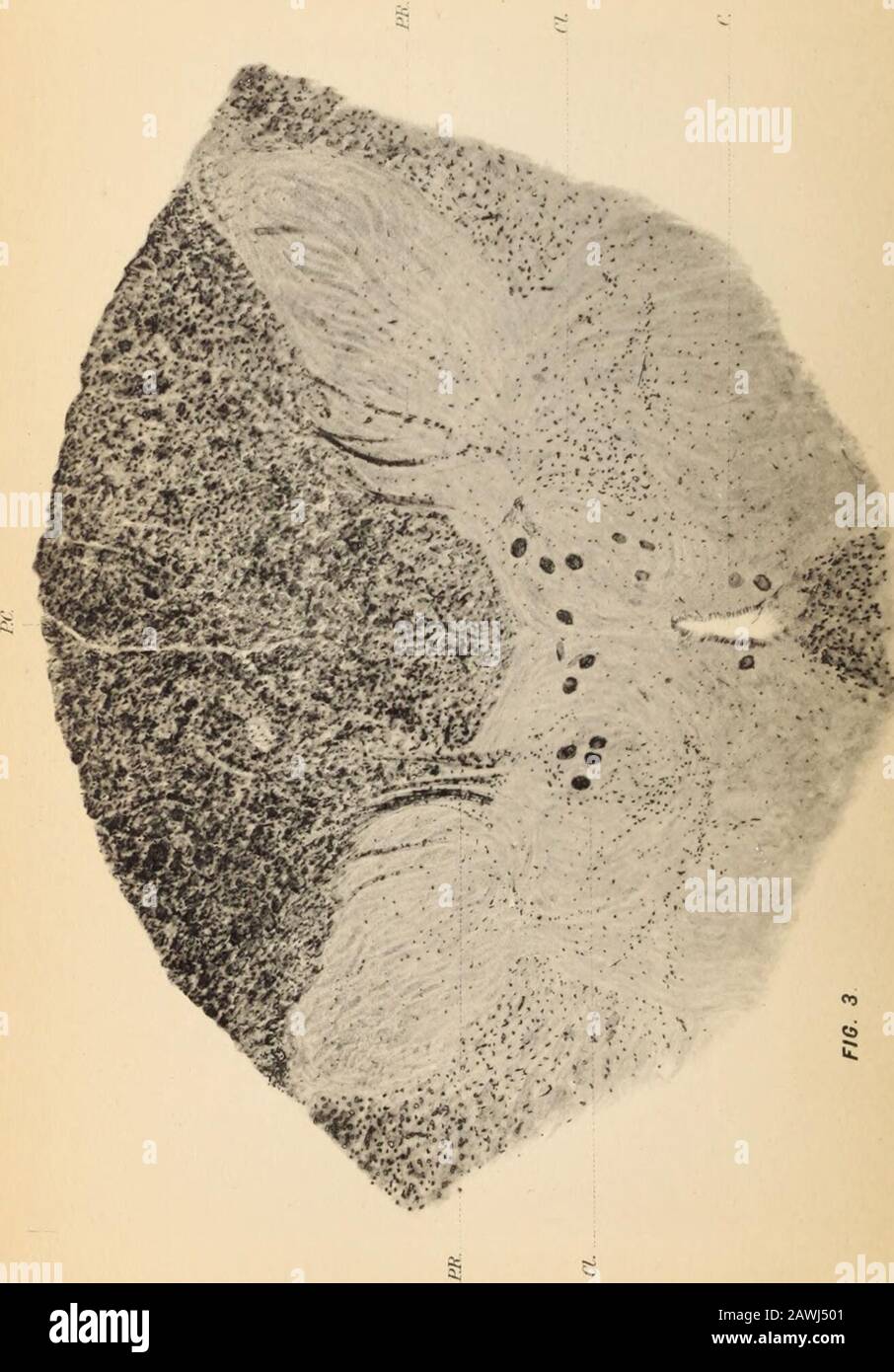 Archives of neurology and psychopathology. . Onuf;-Coluns,Researches on ...
