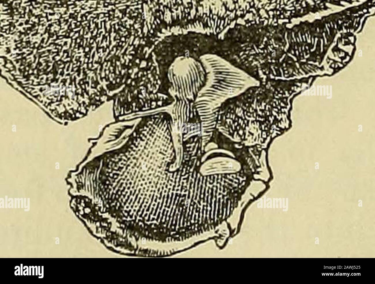 Stapes bone hi-res stock photography and images - Alamy