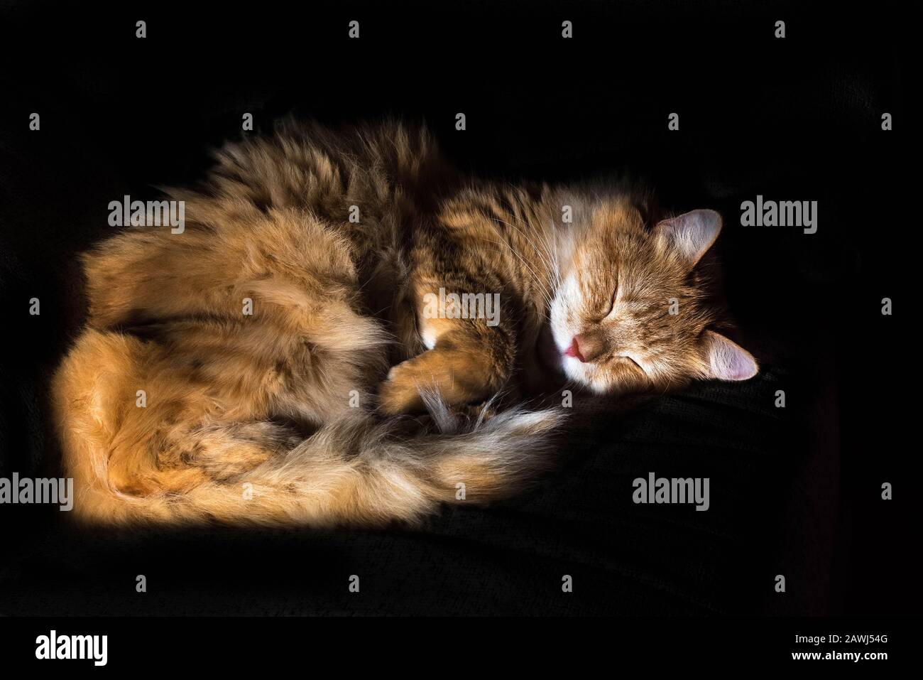 The cat's nap on her cushion Stock Photo - Alamy