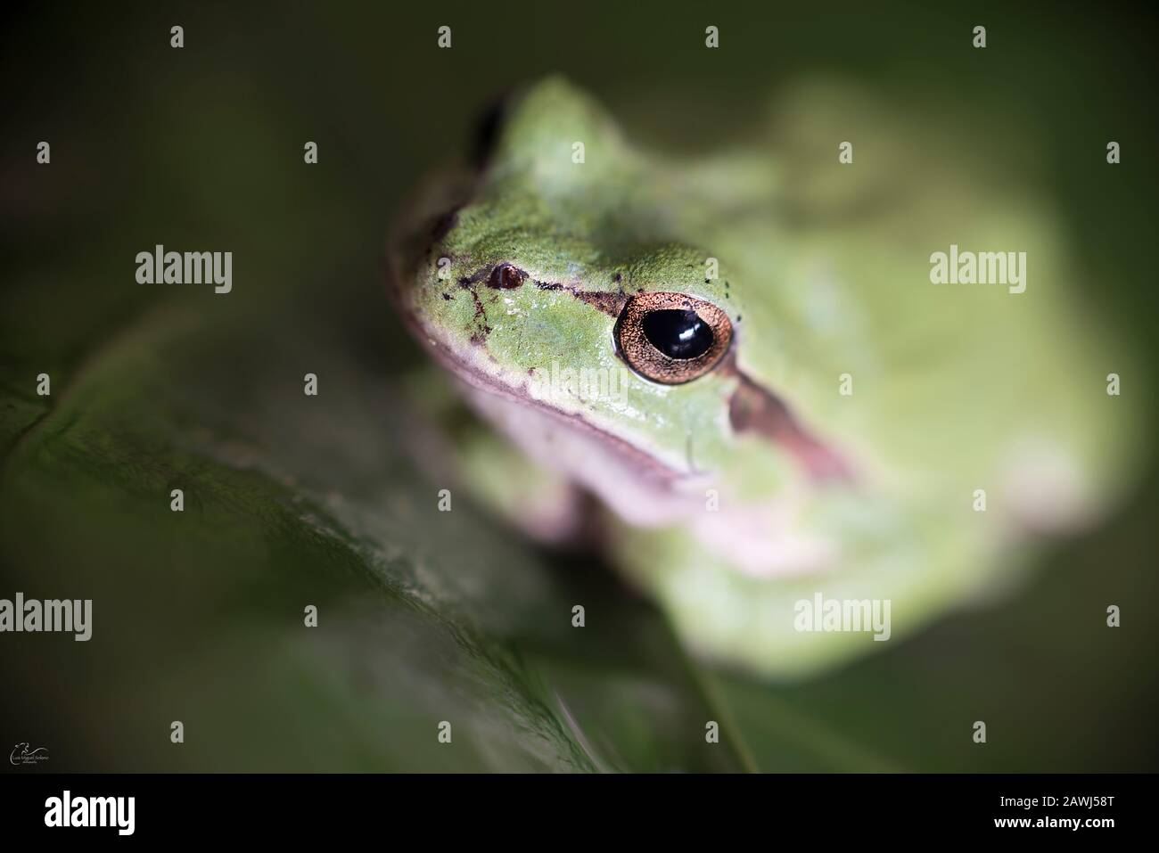 Hila arborea also called frog of San Antón Stock Photo - Alamy