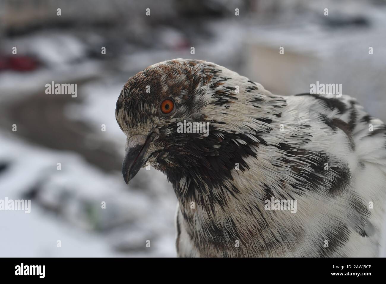 Black pidgeon hi-res stock photography and images - Alamy