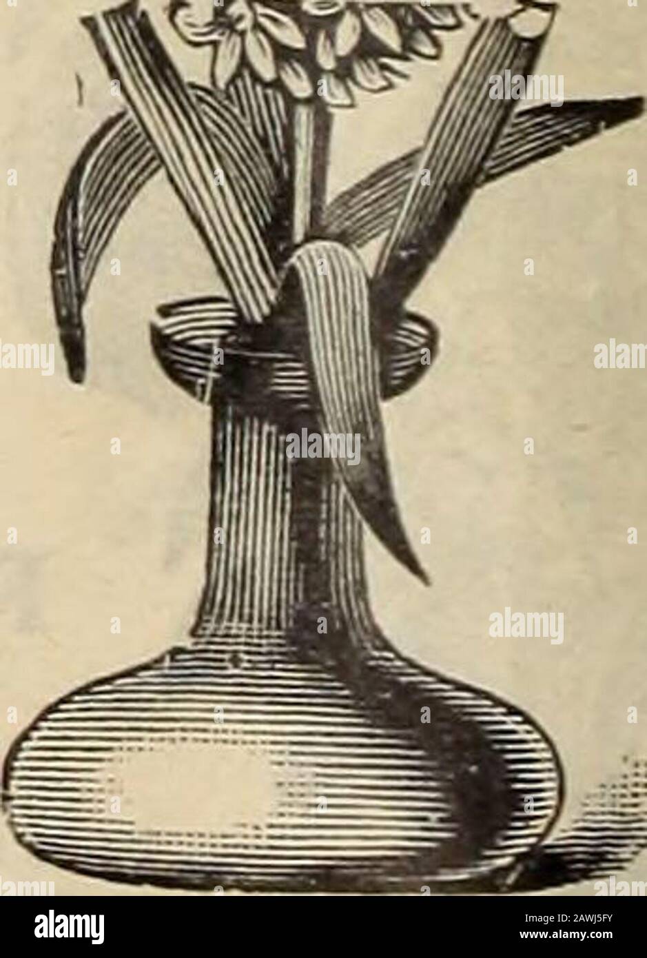 Dutch bulbs for fall planting Stock Photo - Alamy