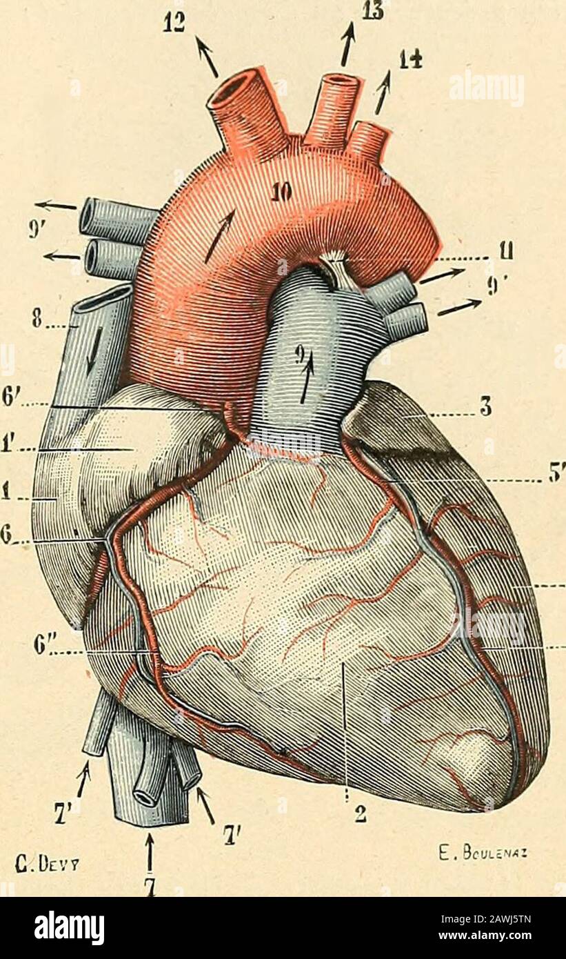 Paroi cardiaque hi-res stock photography and images - Alamy