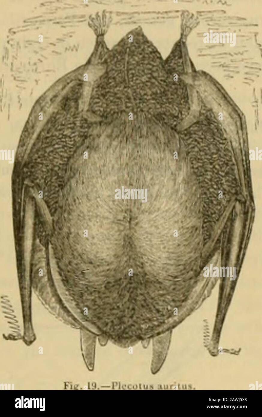 The animal kingdom : arranged after its organization, forming a natural ...