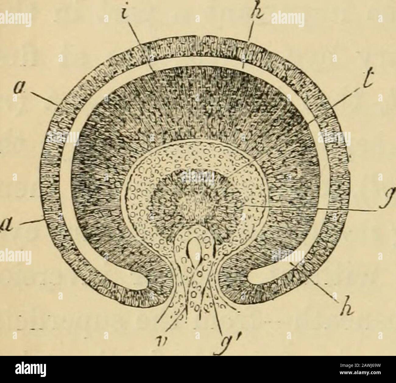 Humanembryo hi-res stock photography and images - Alamy