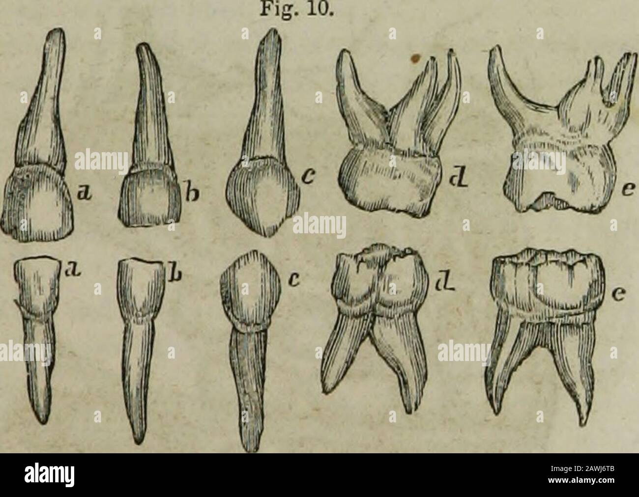 Nasal meatus hi-res stock photography and images - Alamy