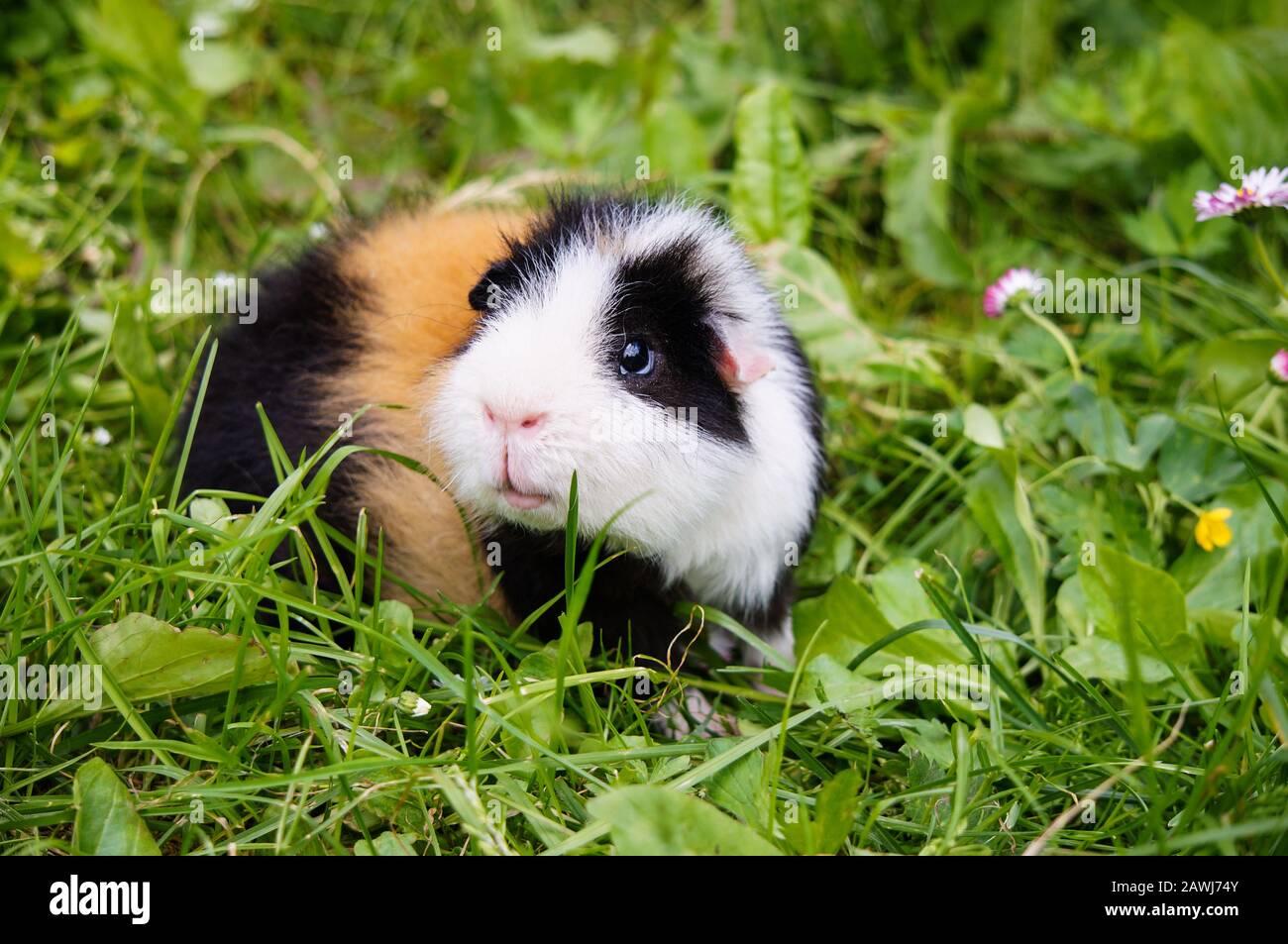 Guinea pigs outside hi-res stock photography and images - Alamy