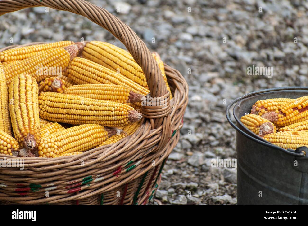 Mature corn hi-res stock photography and images - Alamy