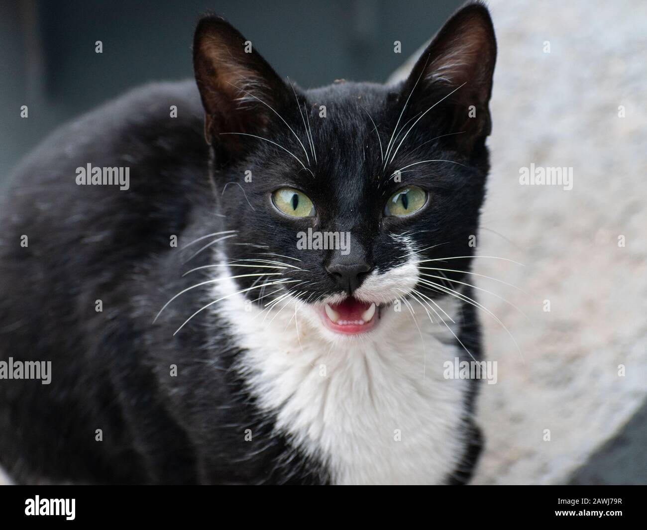European short hair cat meowing, Felis catus Stock Photo - Alamy