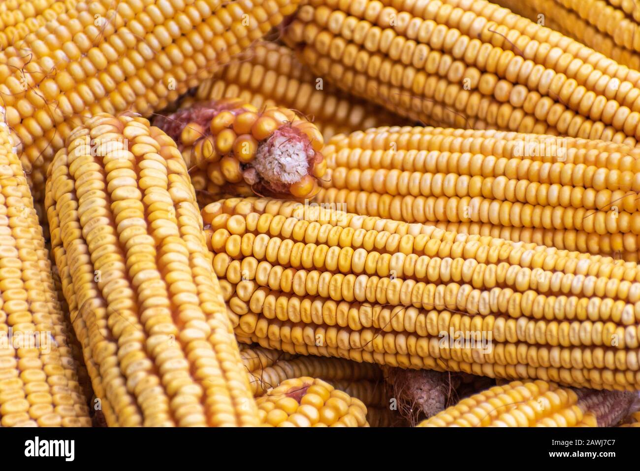 Maize texture hi-res stock photography and images - Alamy