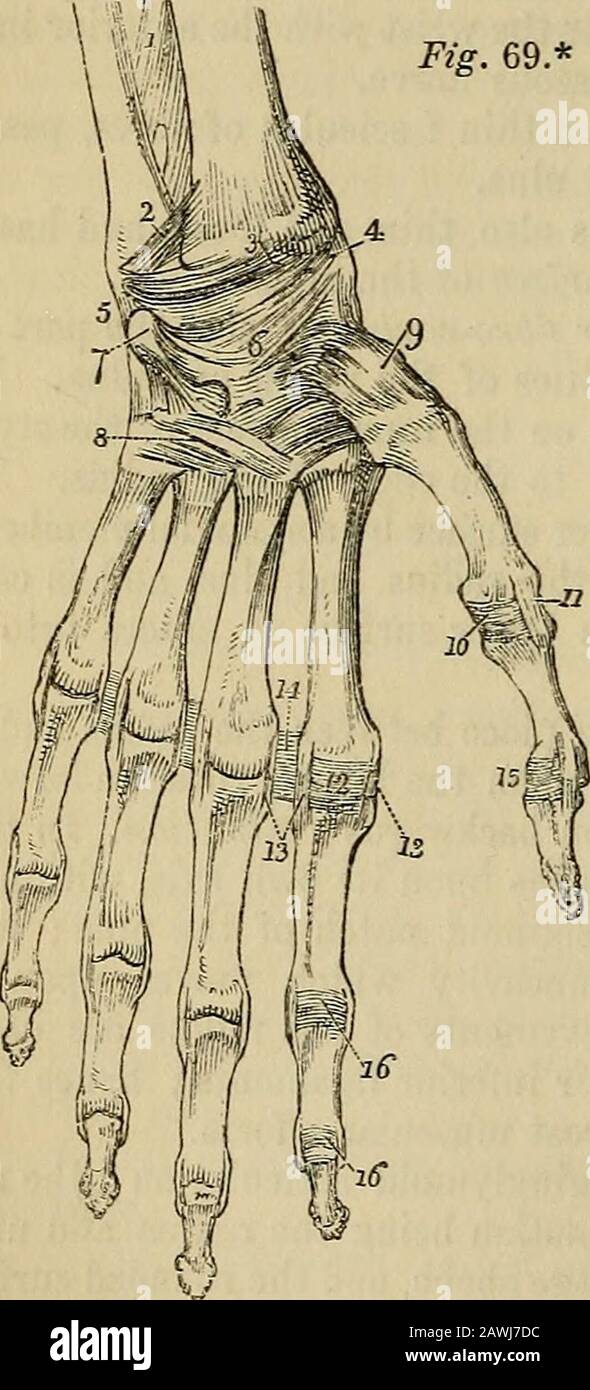 Wrist Ligaments Biomechanics Hand Orthobullets