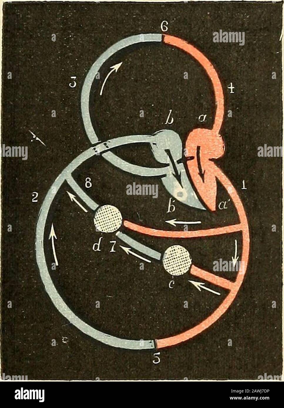 Ventricule droit hi-res stock photography and images - Alamy