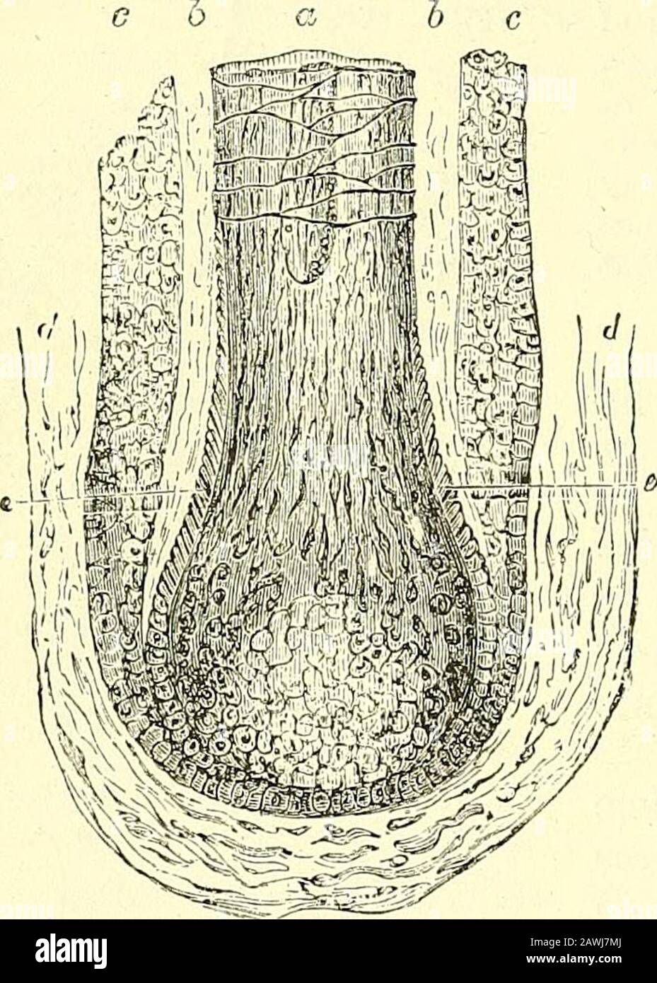 Internal root sheath hi-res stock photography and images - Alamy