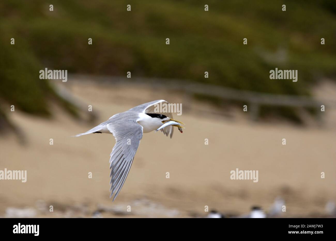 A Greater Crested tern (Thalasseus bergii) also called crested or swift ...