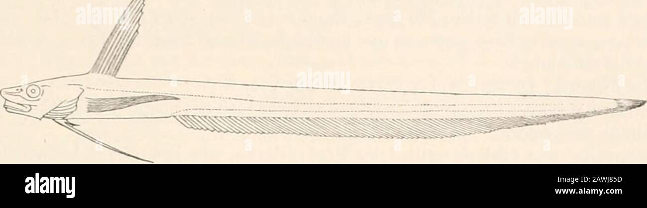 Challenger Deep Fish