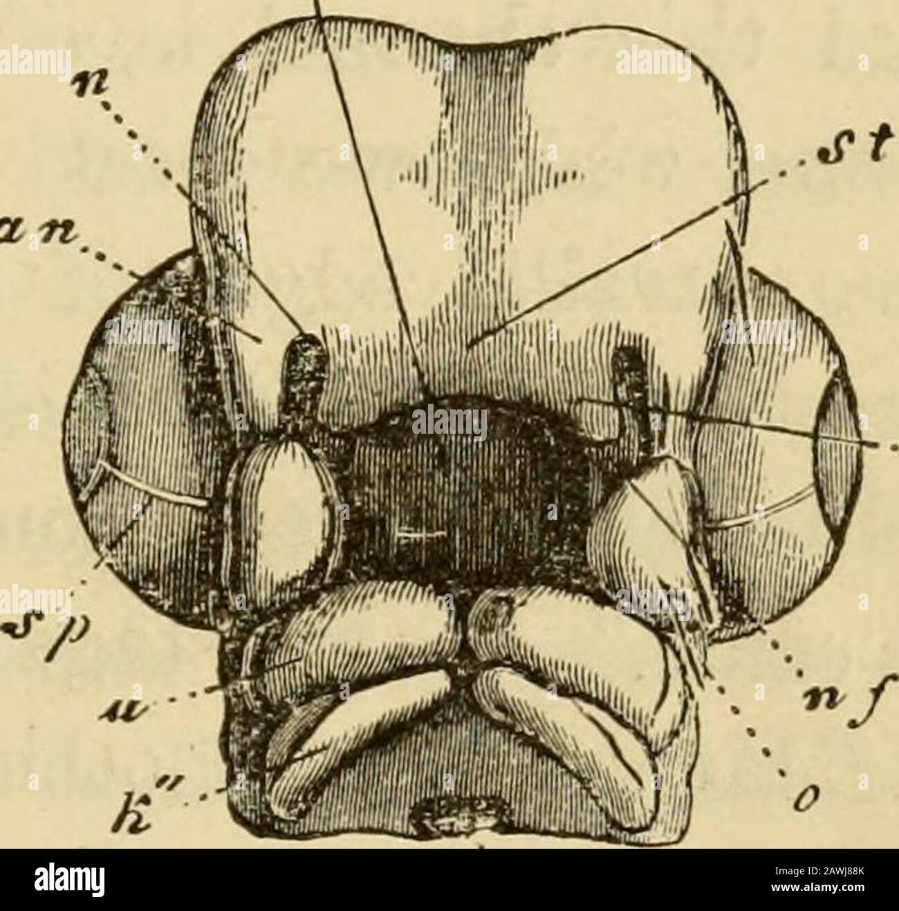 The evolution of man : a popular exposition of the principal points of ...