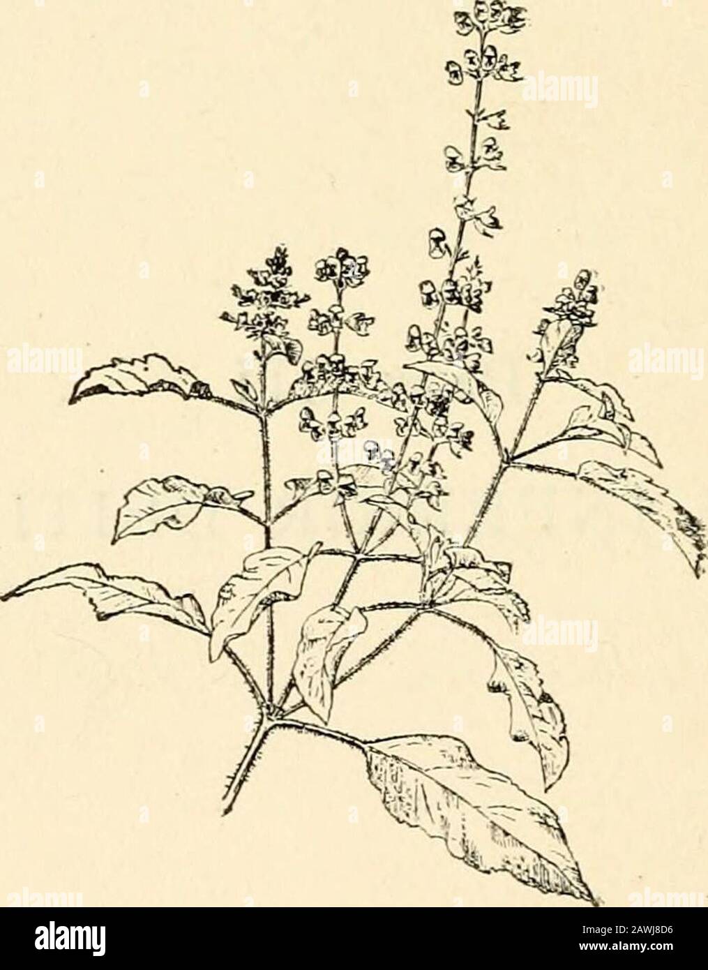 Rishis hi-res stock photography and images - Alamy