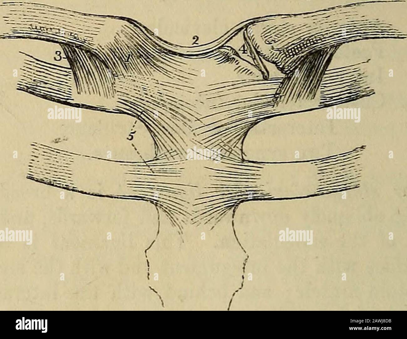 The anatomist's vade mecum : a system of human anatomy . s of the ...