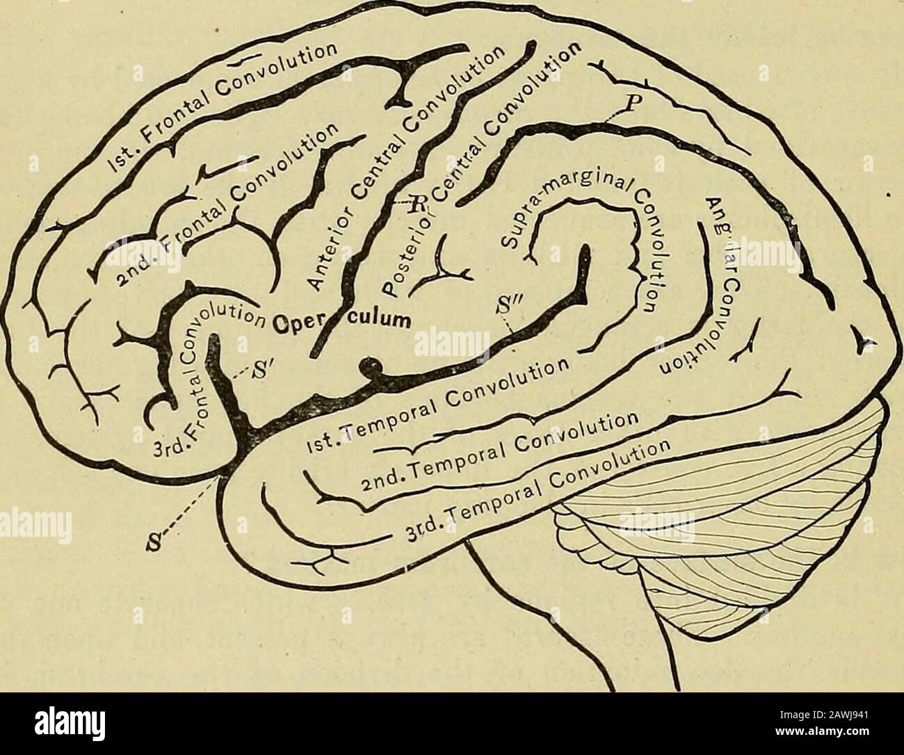 Physiology : a manual for students and practitioners . )e.—This lube is ...