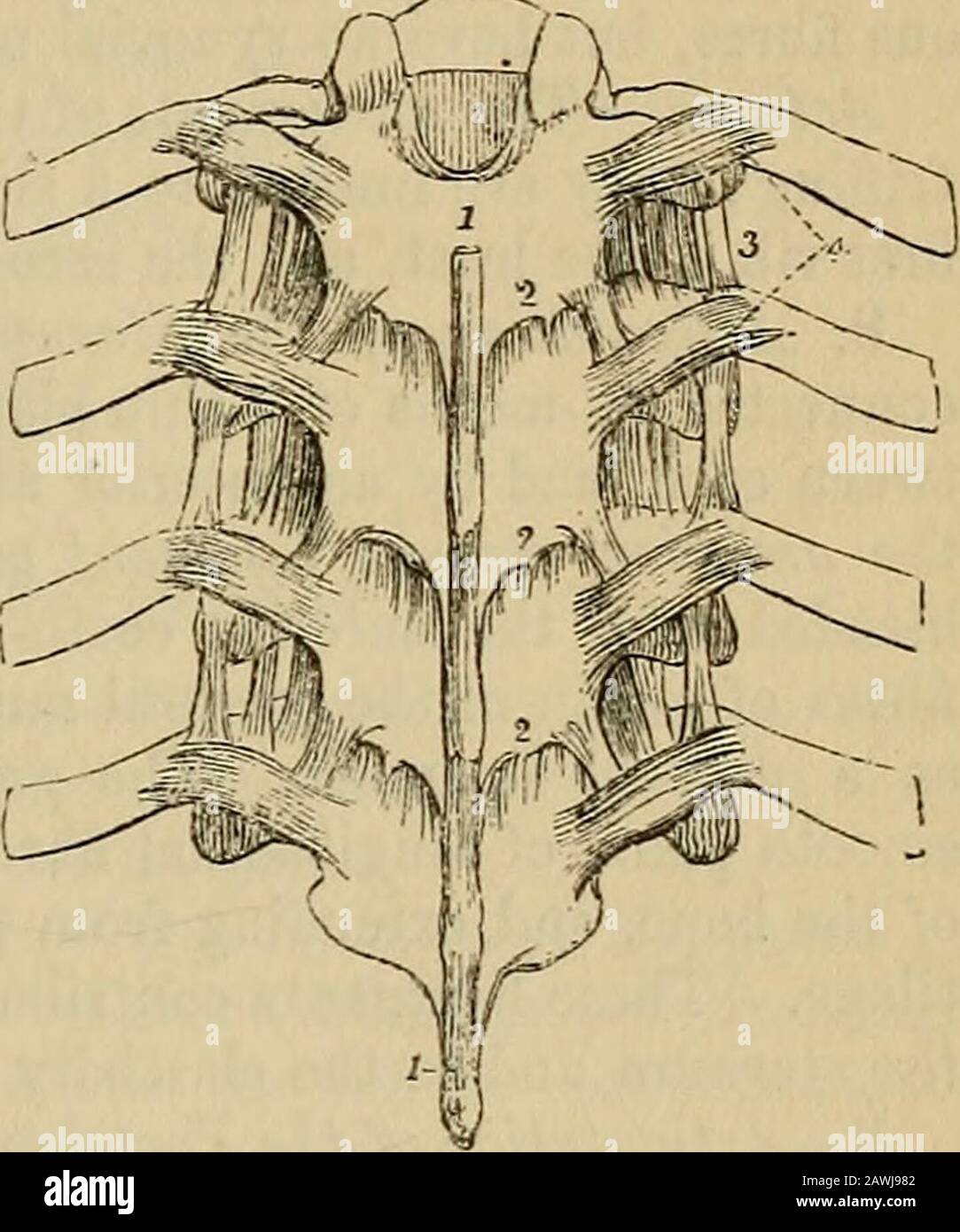 The anatomist's vade mecum : a system of human anatomy . of thecosto ...