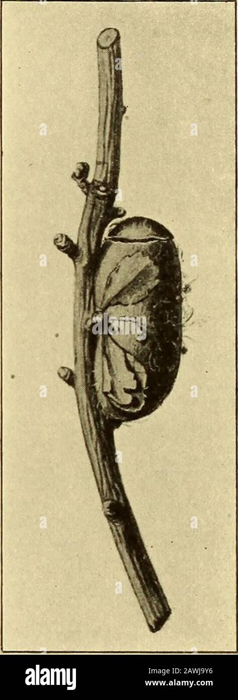 Birch gall hi-res stock photography and images - Alamy