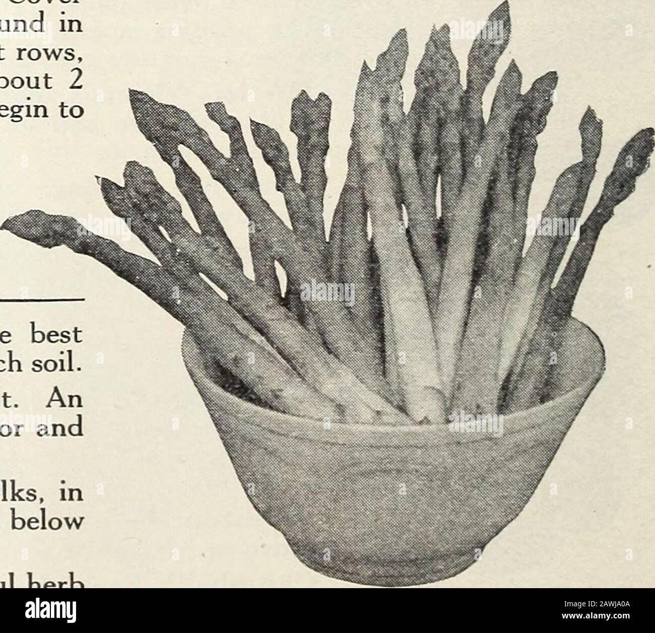 Asparagus crowns hi-res stock photography and images - Alamy