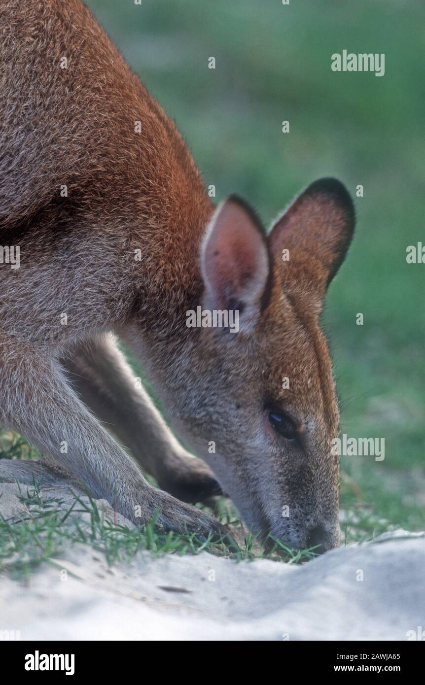 AGILE WALLABY GRAZING, STRADBROKE ISLAND, MORETON BAY, QUEENSLAND'S ...