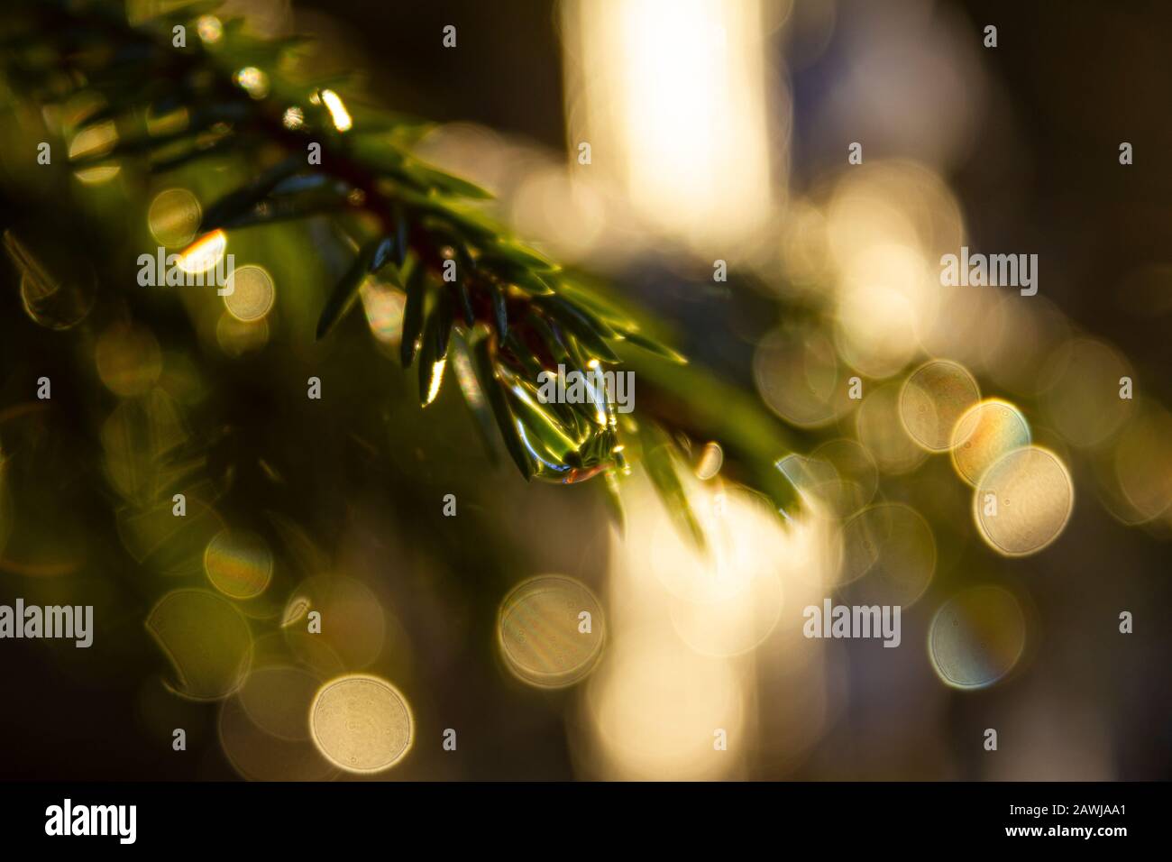 Closeup of water drop hanging from the fir tree branch Stock Photo - Alamy