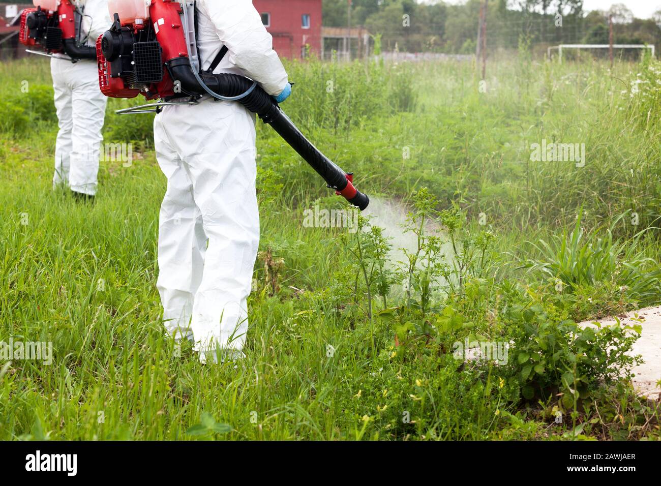 Man using herbicide to spray ragweed in an urban settlement Stock Photo ...