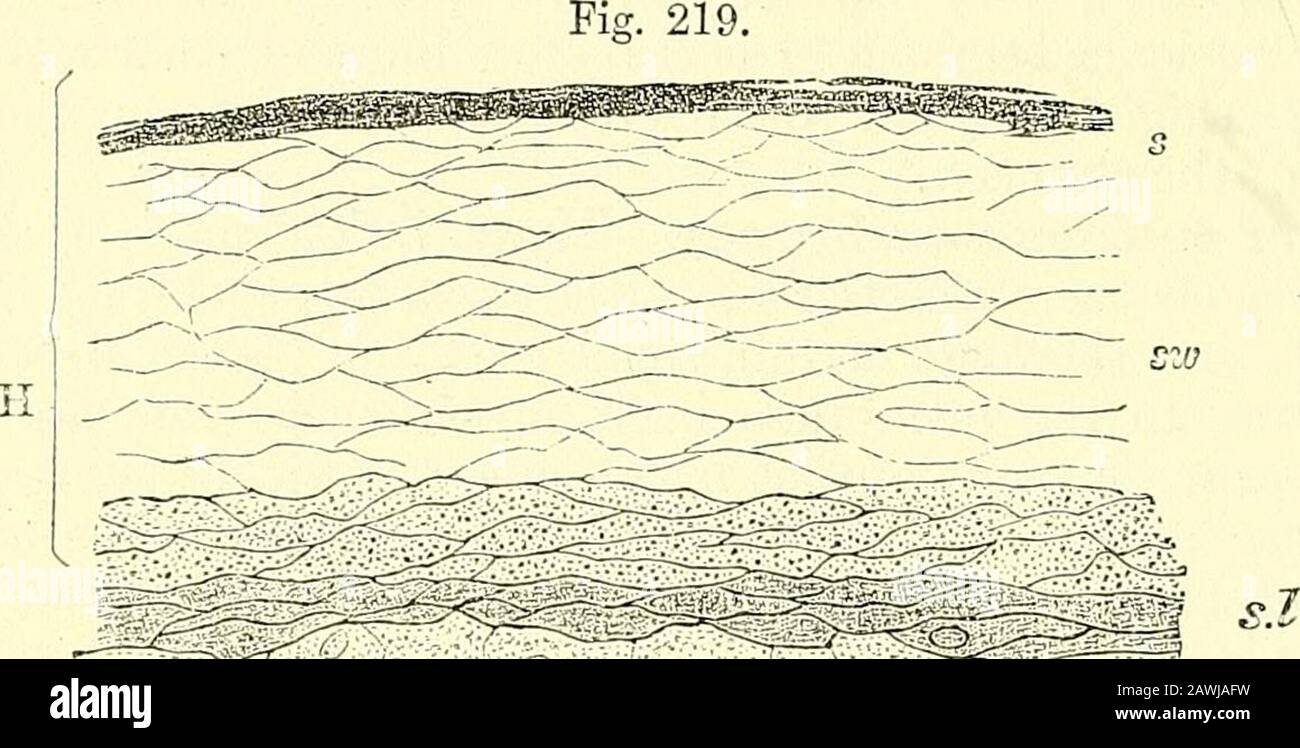 Quain's elements of anatomy . the surface of a mucous membrane—ii?a ...
