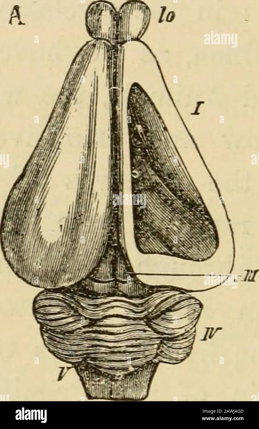 Reverse evolution hi-res stock photography and images - Alamy