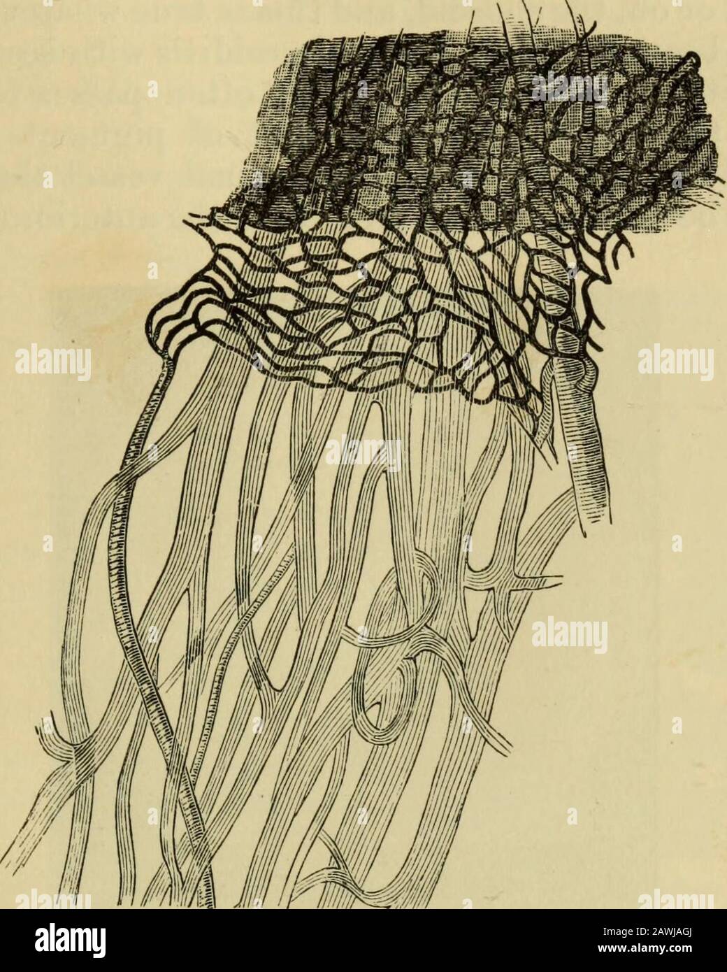 The student's guide to diseases of the eye . Fig. 63.—-Human choroid ...
