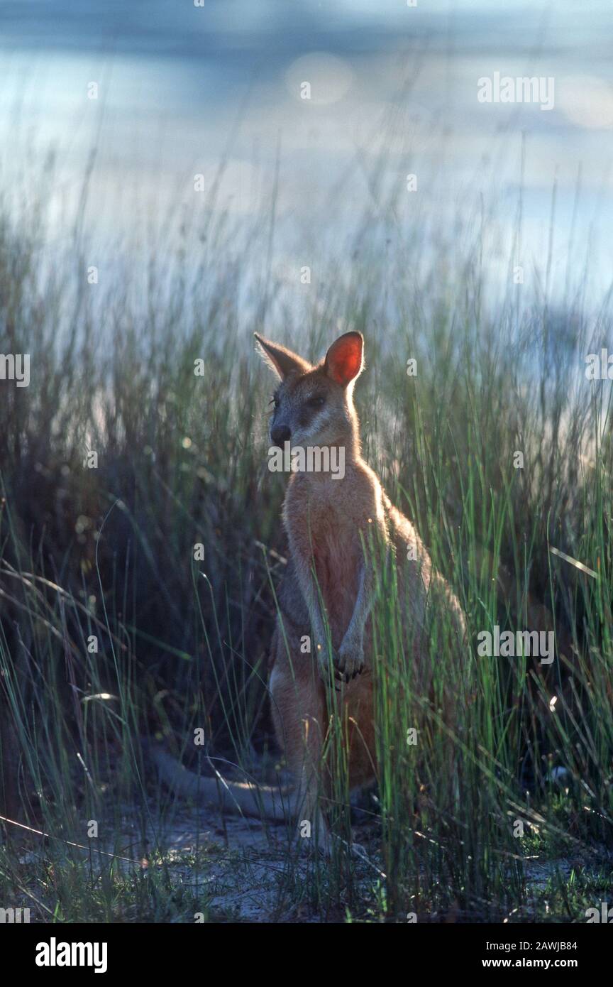 AGILE WALLABY IN LONG GRASS, STRADBROKE ISLAND, MORETON BAY, QUEENSLAND ...