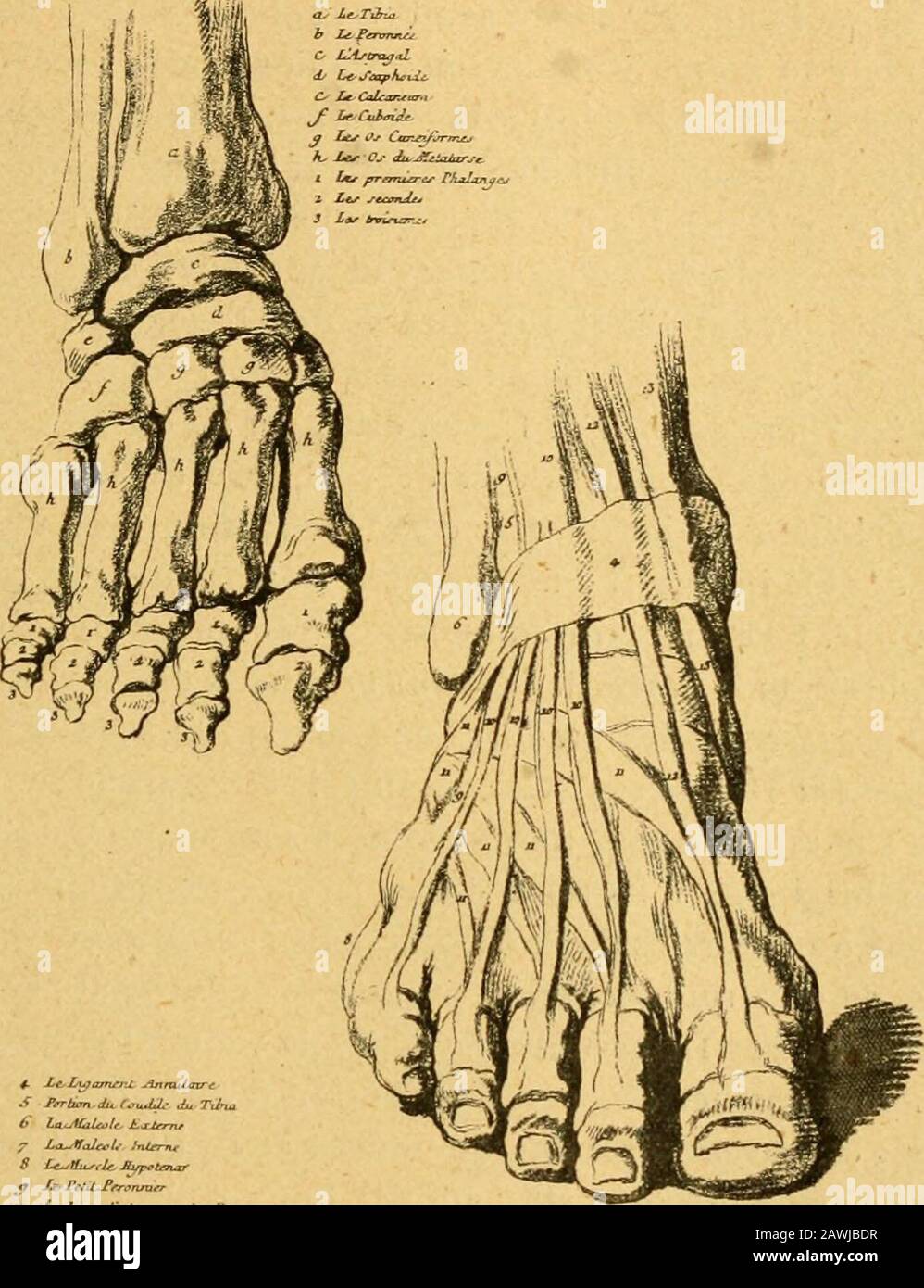 Anatomiste hi-res stock photography and images - Alamy