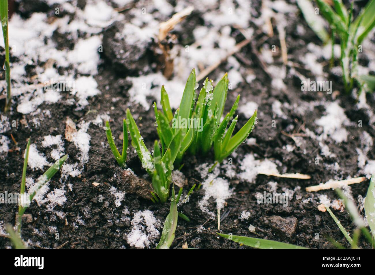 Tulip sprout hi-res stock photography and images - Alamy