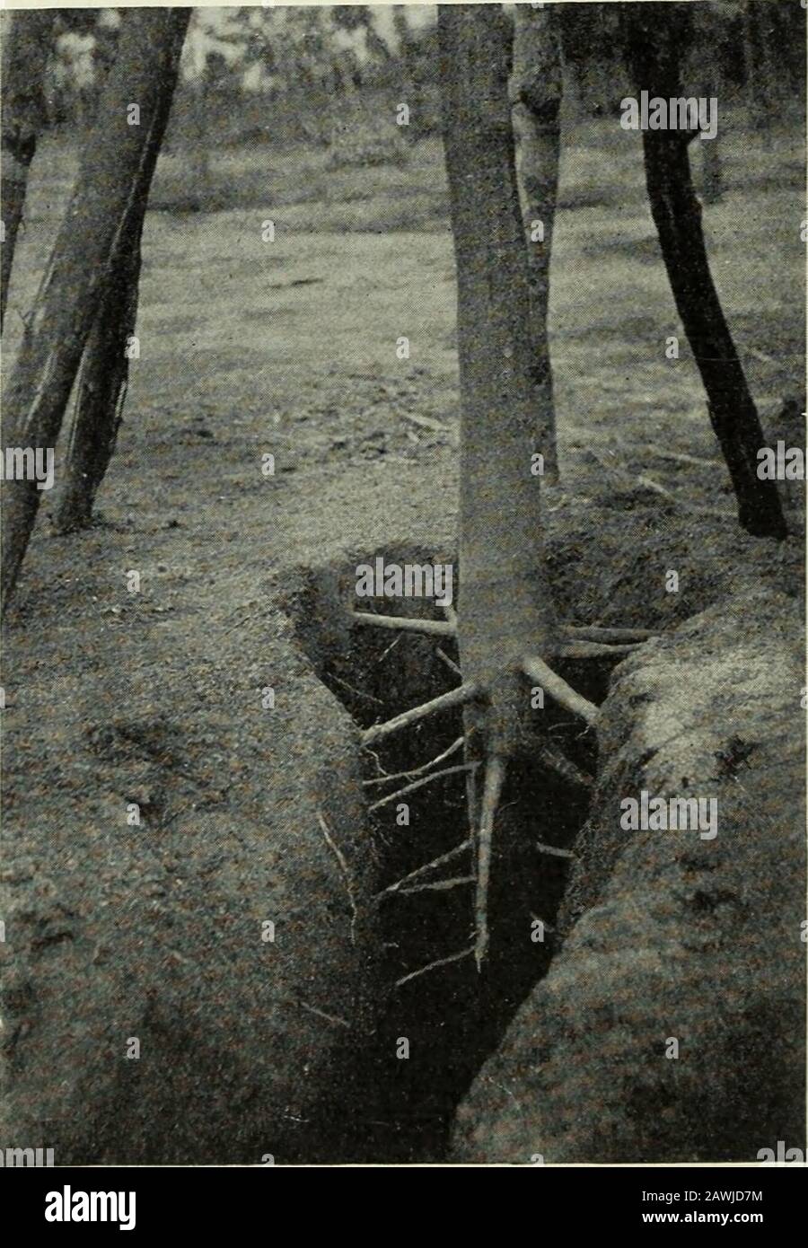 The rubber tree book . o activity. Plant-roots cannot possibly ...