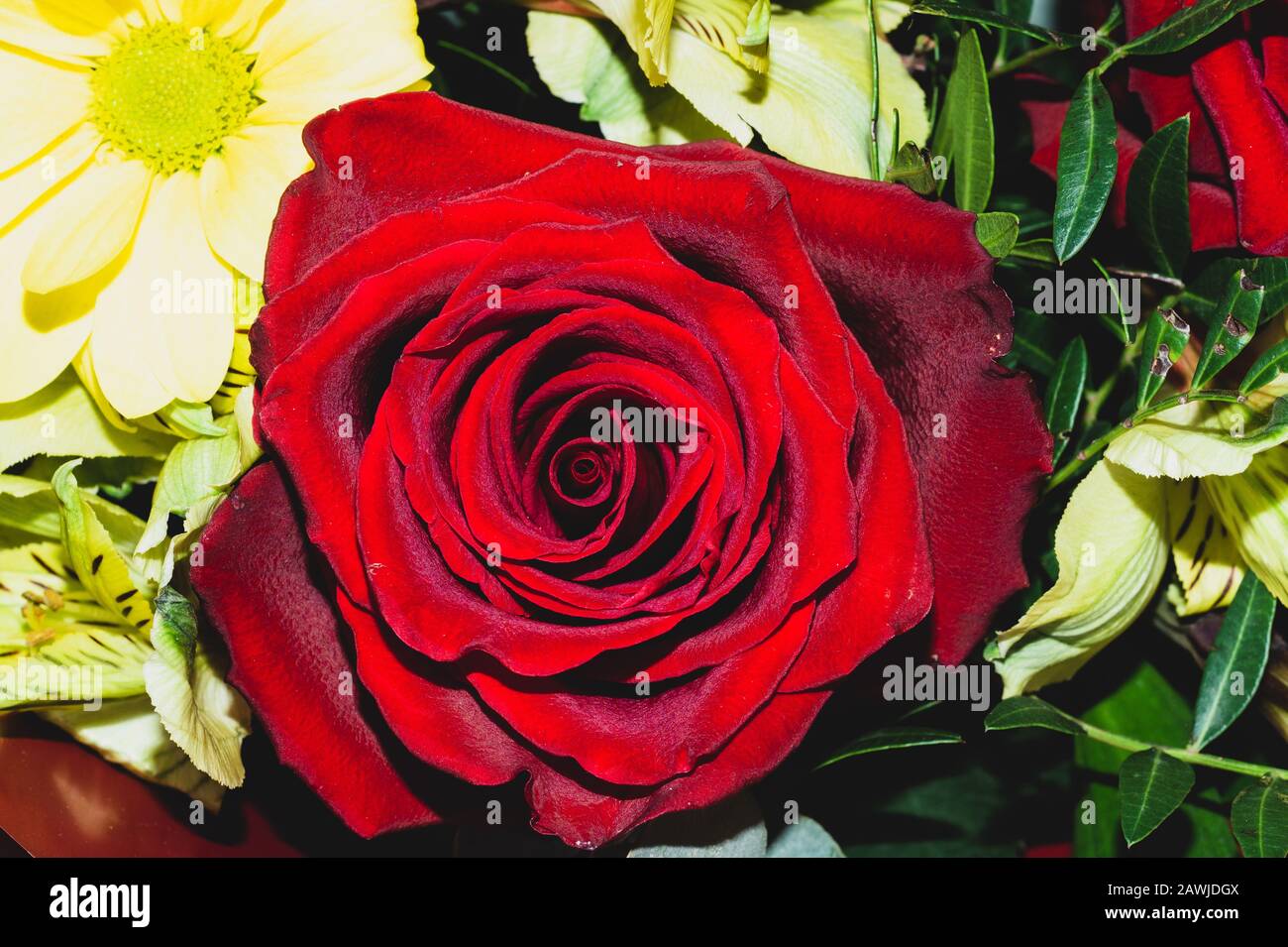 Big red rose hi-res stock photography and images - Alamy