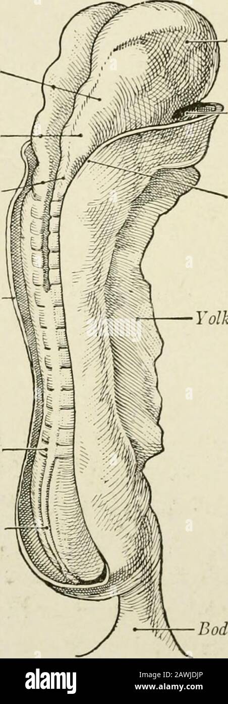 Cephalic flexure hi-res stock photography and images - Alamy