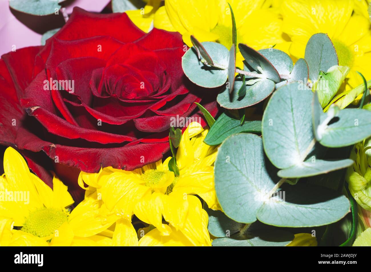 Big red rose hi-res stock photography and images - Alamy