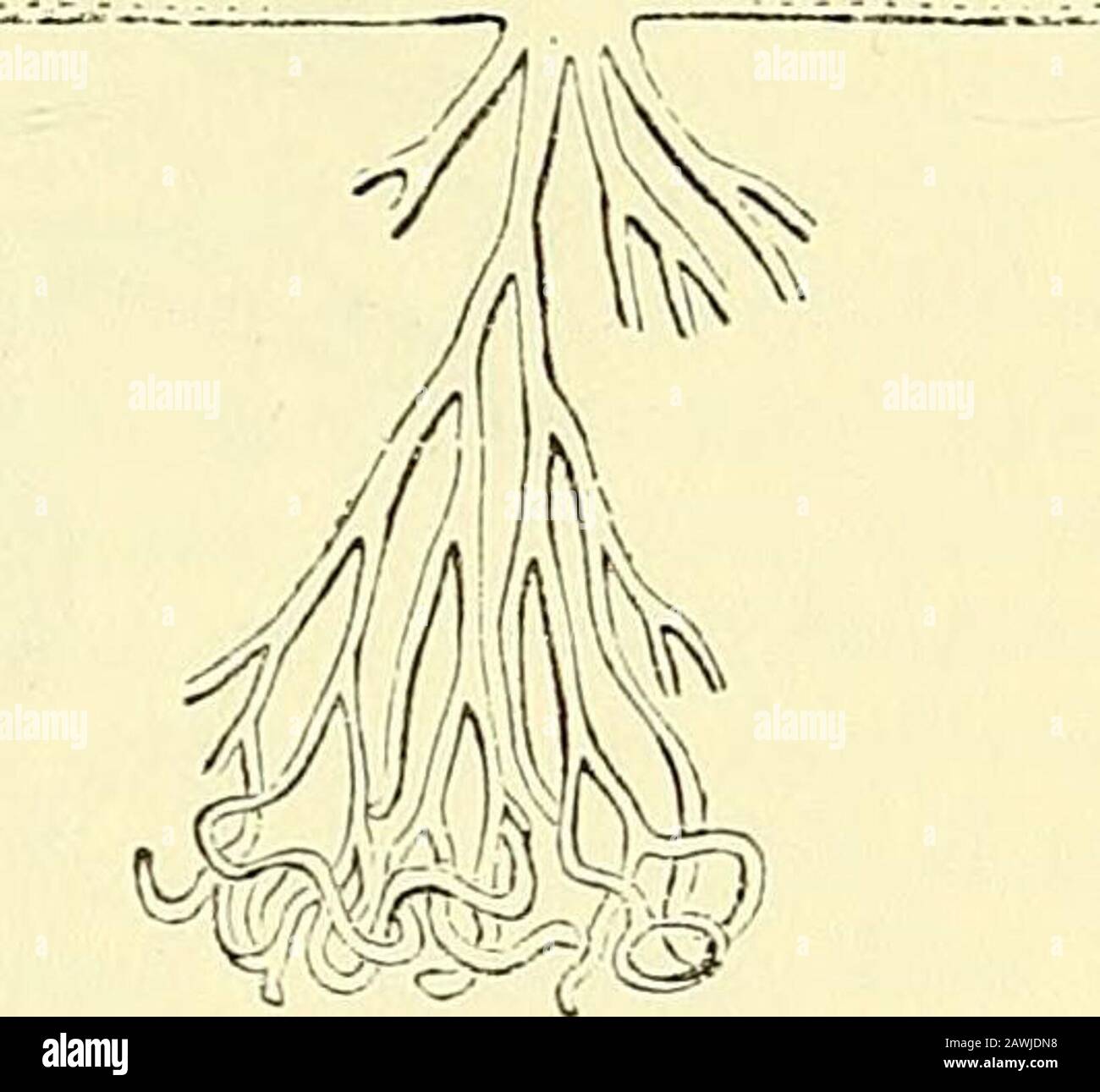 Quain's elements of anatomy . Fig. 216.—Plans of extension op secreting ...