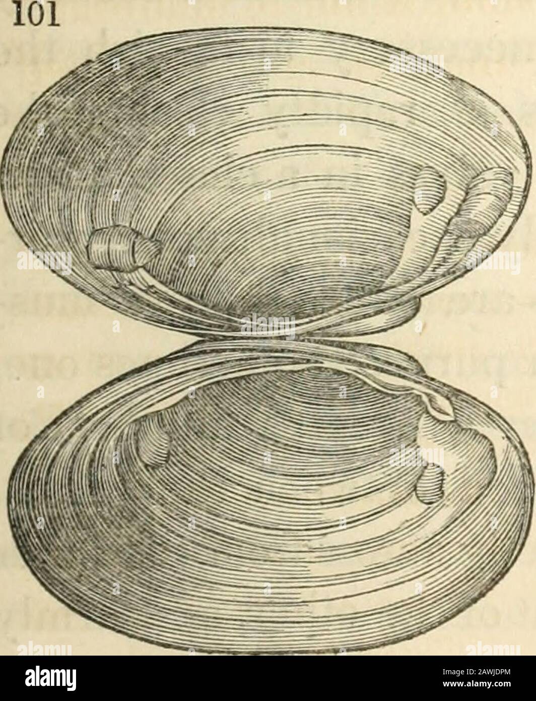 Lusca hi-res stock photography and images - Alamy