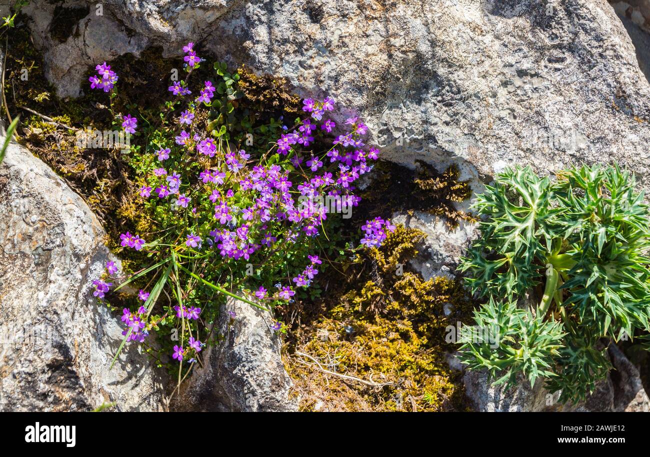 Flowers on the rocks Stock Photo - Alamy