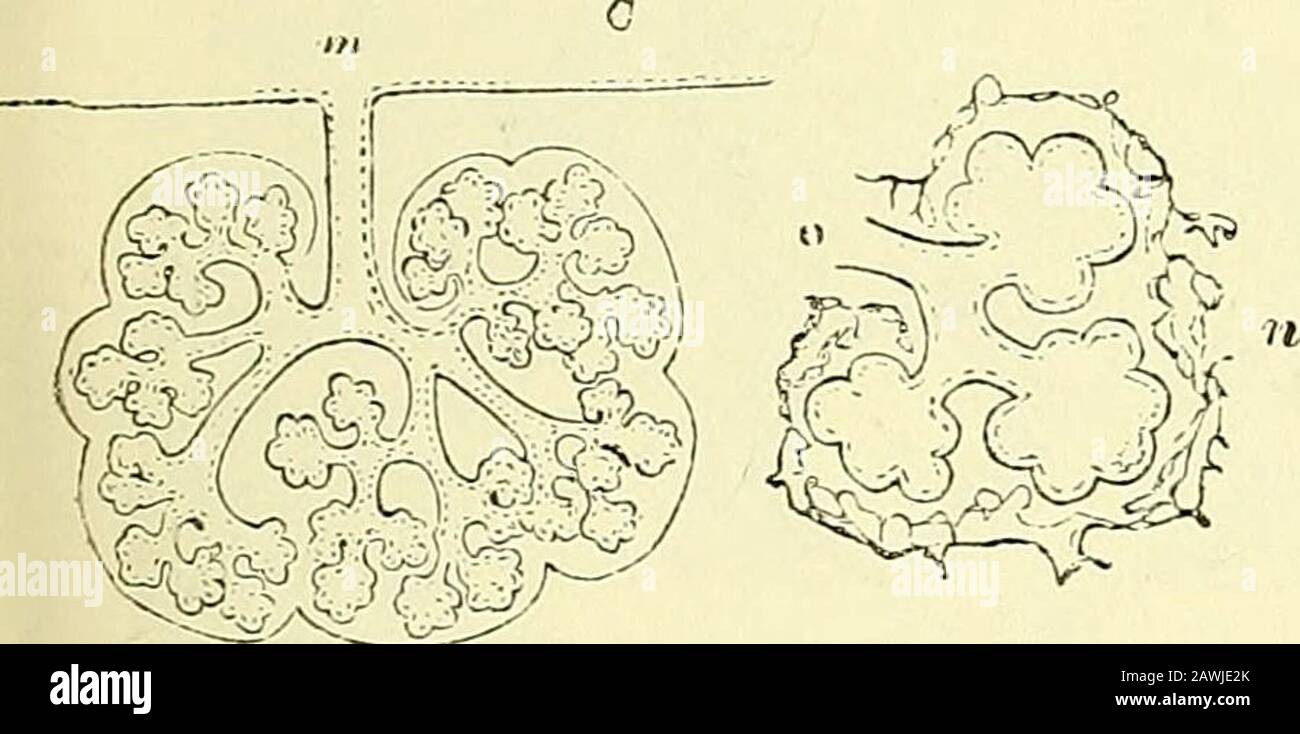 Quain's elements of anatomy Stock Photo - Alamy