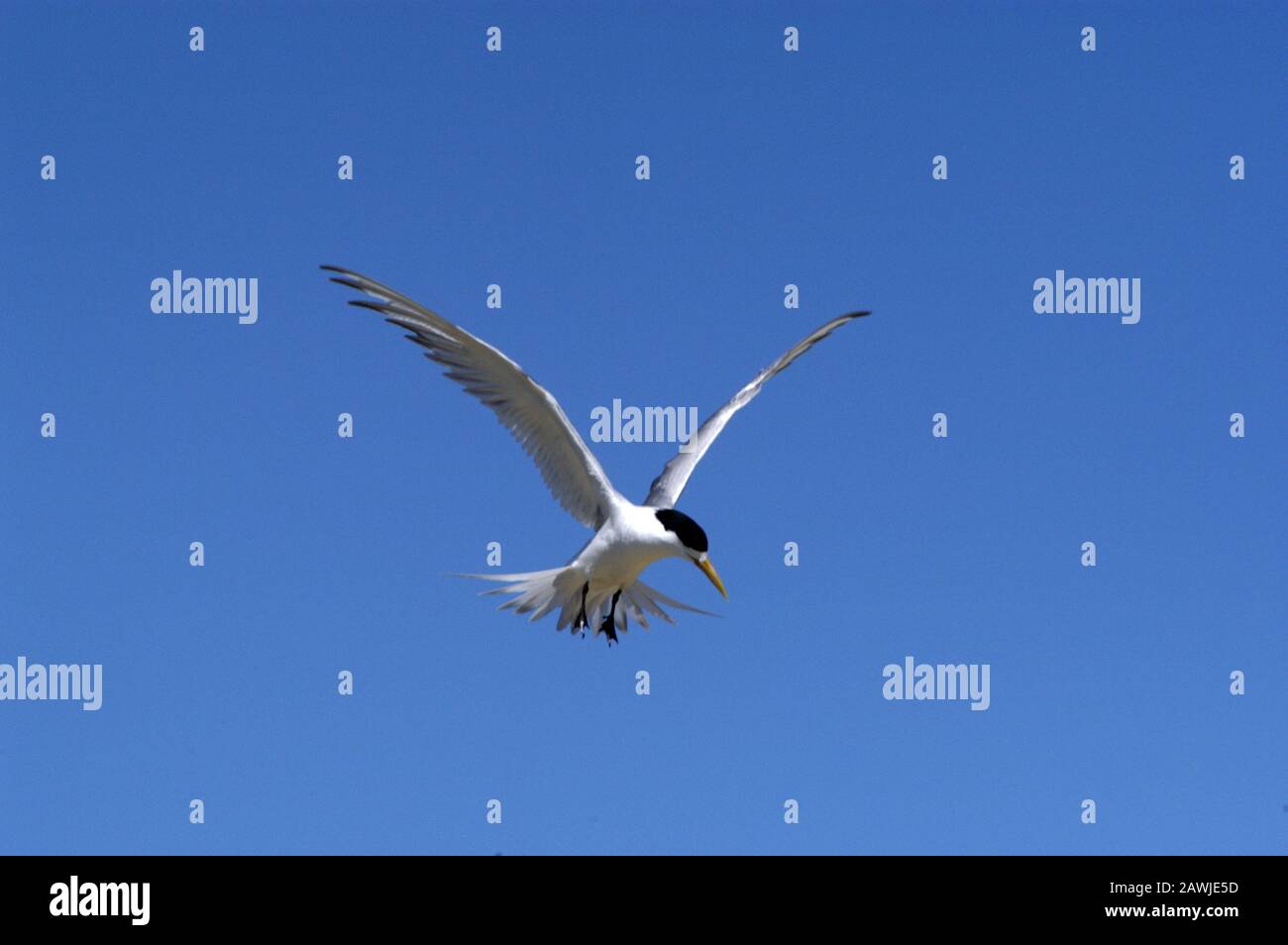 A Greater Crested tern (Thalasseus bergii) also called crested or swift ...
