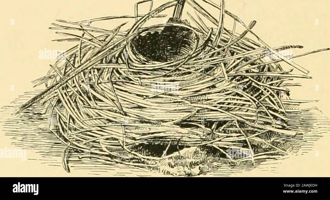 Spiders habits hi-res stock photography and images - Alamy