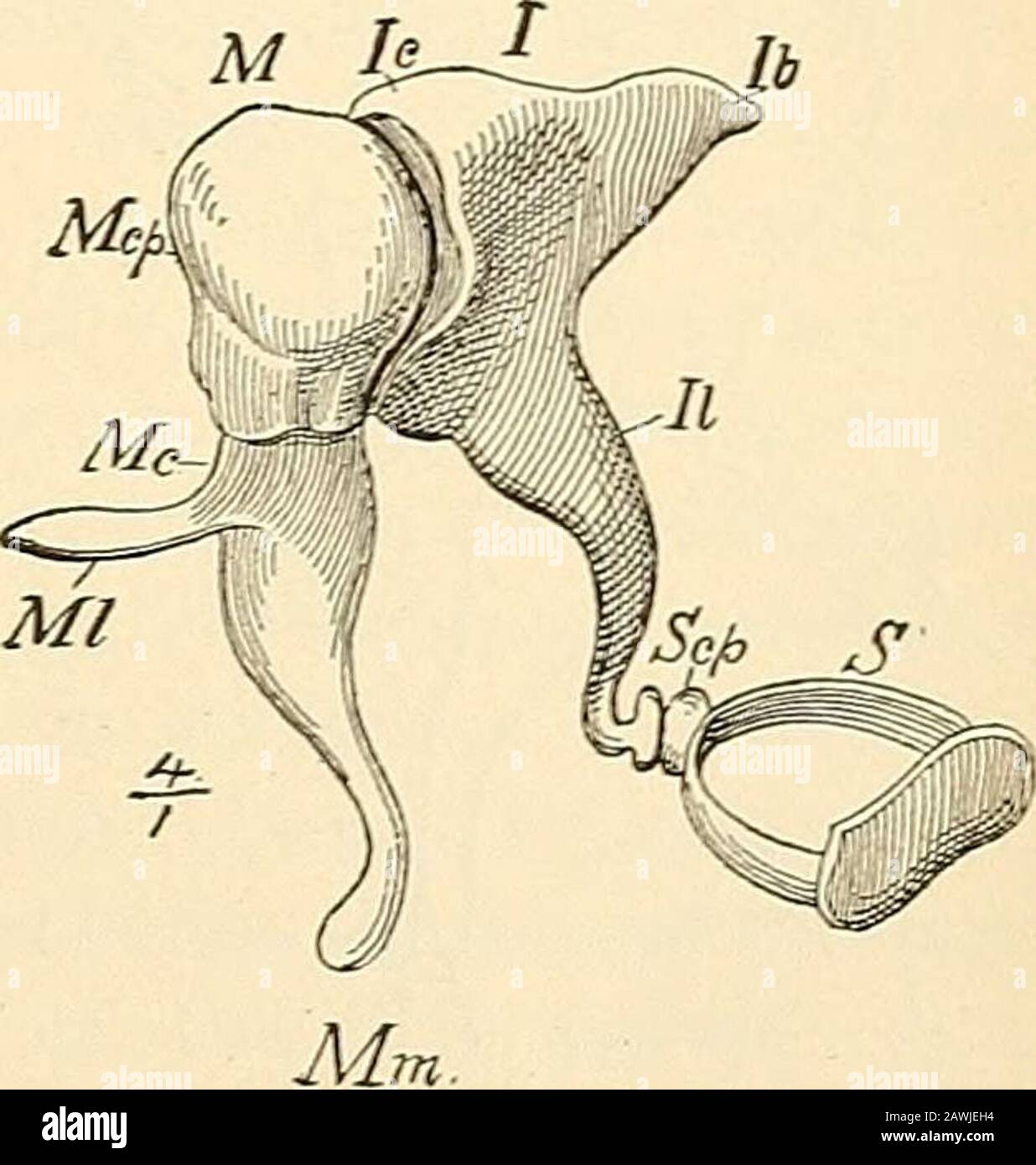 Medical stirrup hi-res stock photography and images - Alamy