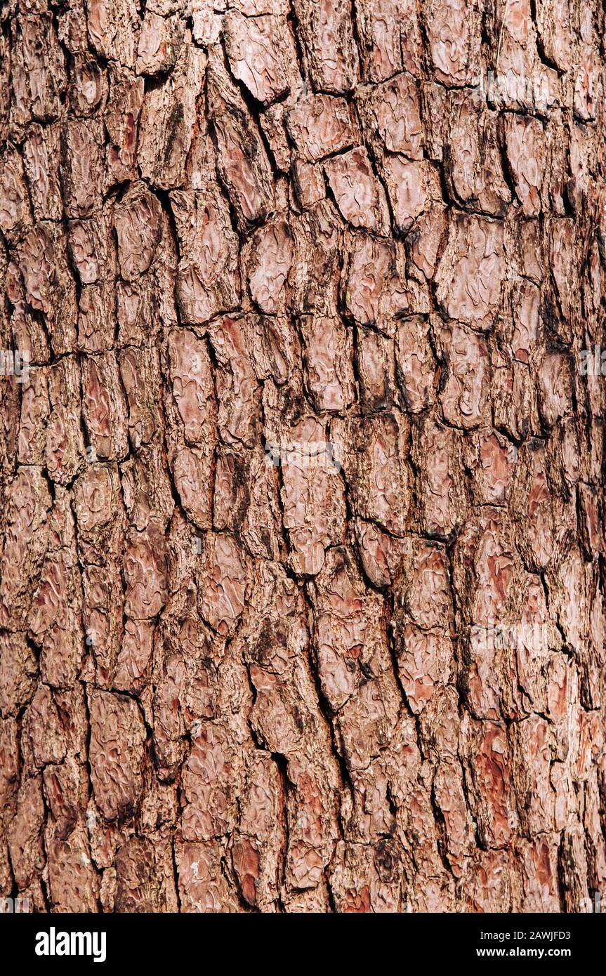 Sumatran pine hi-res stock photography and images - Alamy